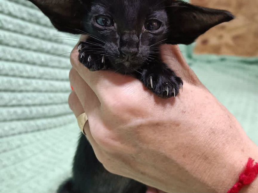 Ориентальный котенок мальчик