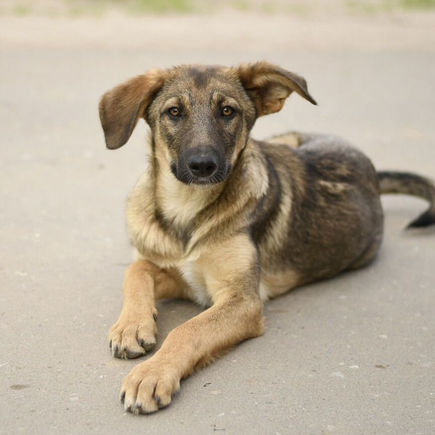 Собака в добрые руки