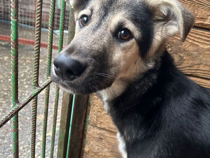 Щенок Буба ищет дом