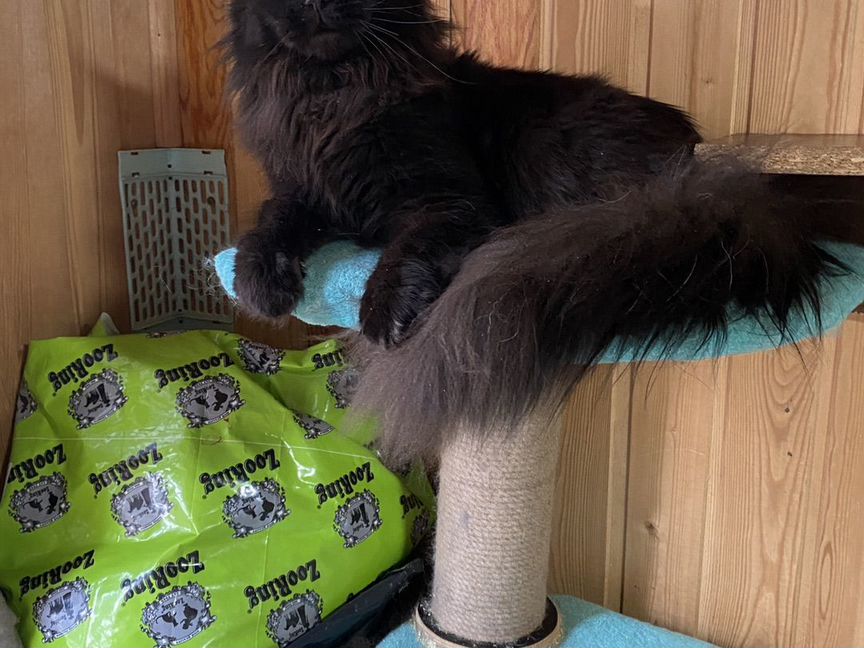 Черная кошечка