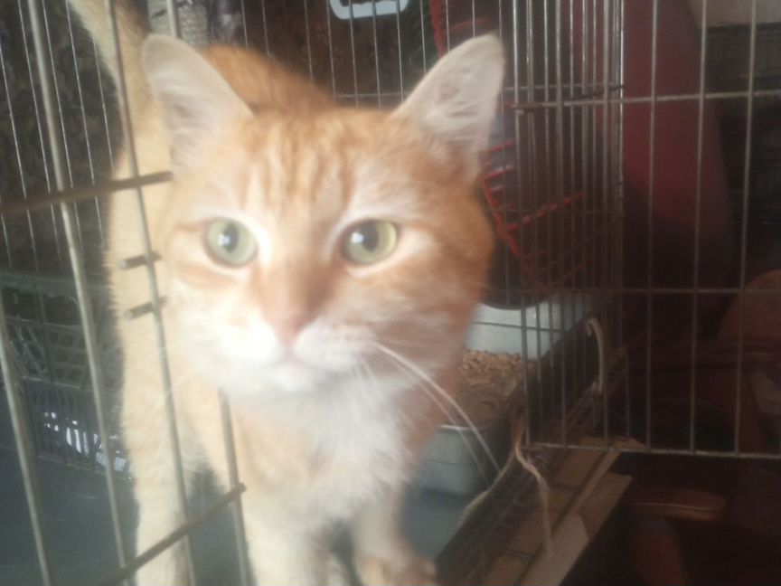 Котик в добрые руки