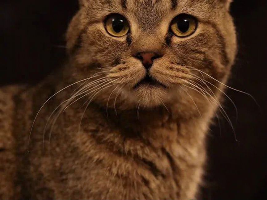 Кот Кай 1,5 года