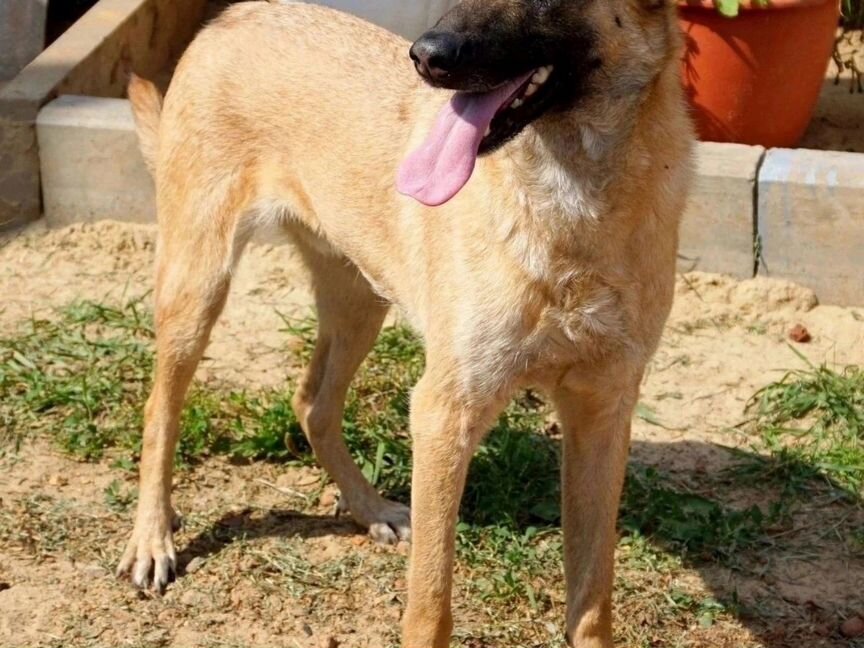 Собакен в ответственные руки