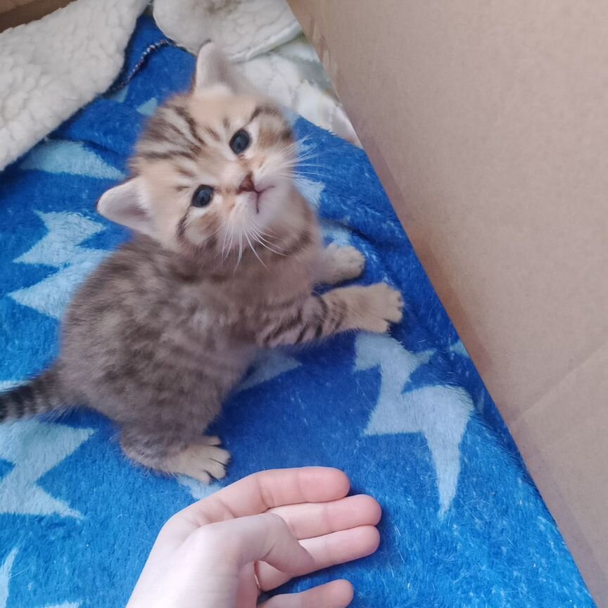 Шотландская