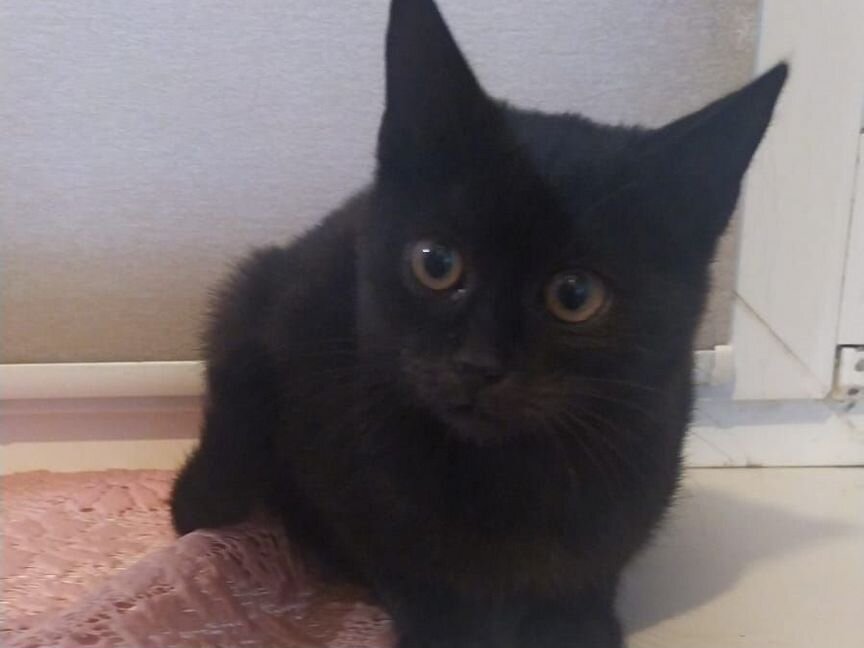 Ласковый котенок