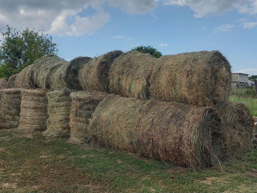 Продам сено в рулонах луговое костёр