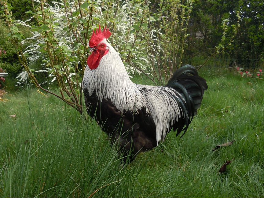 Петух Марана