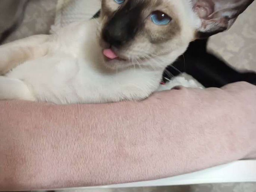 Ориентальные котята экстрим современный