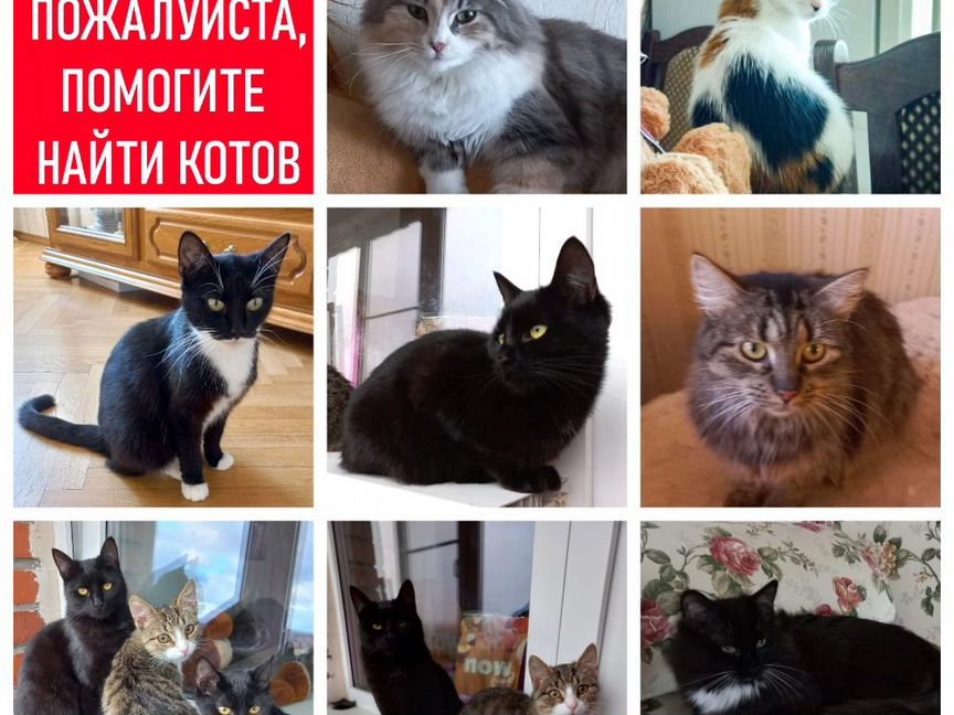 Дочь вывезла 11 кошек в неизвестном направлении