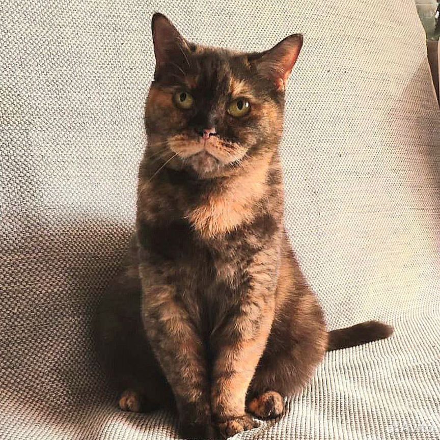 Кошка британка в добрые руки