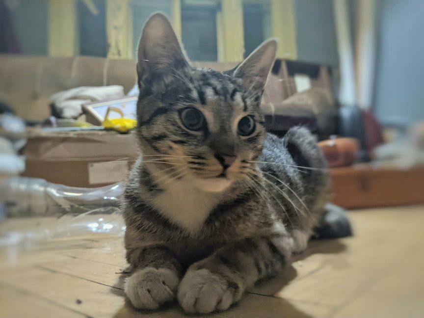 Котенок 4 месяца в добрые руки