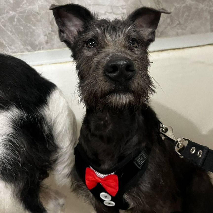 Щенок в добрые руки бесплатно