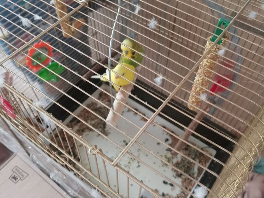 Волнистый попугай ввп чех