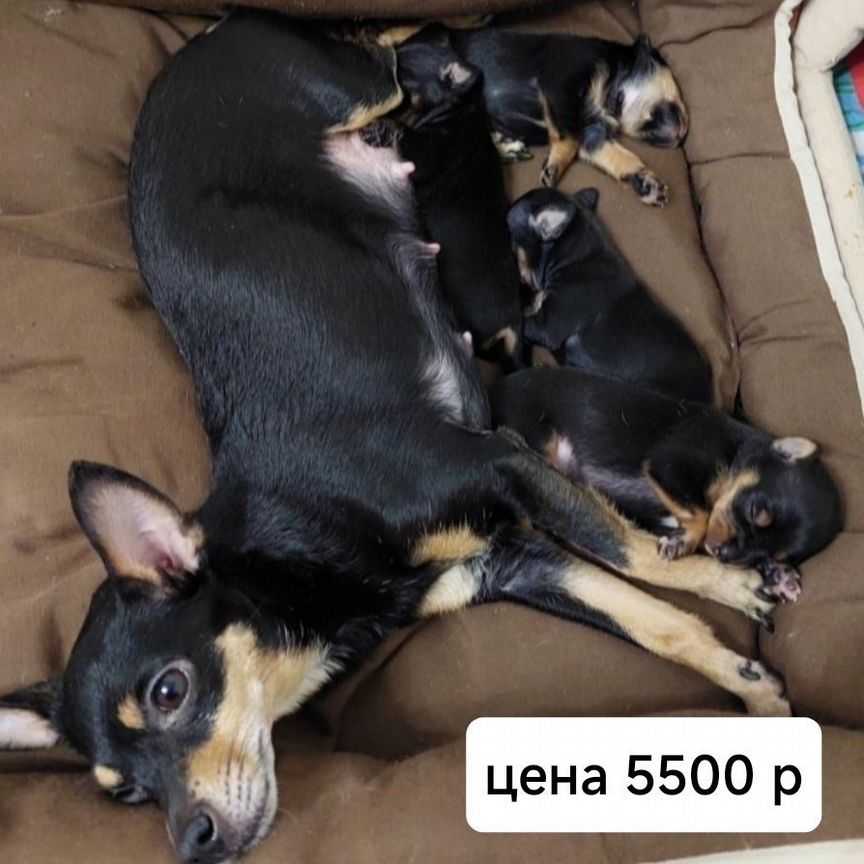 Той терьер, щеночки
