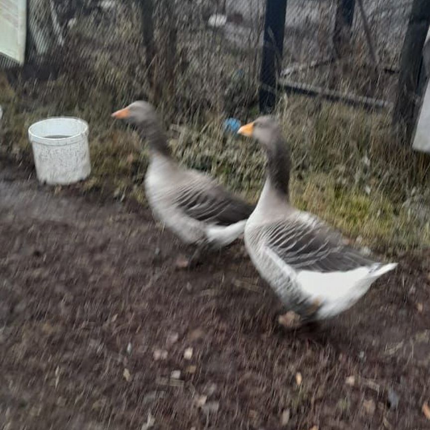 Гуси тулузские. Гусь тулузский. Молодые