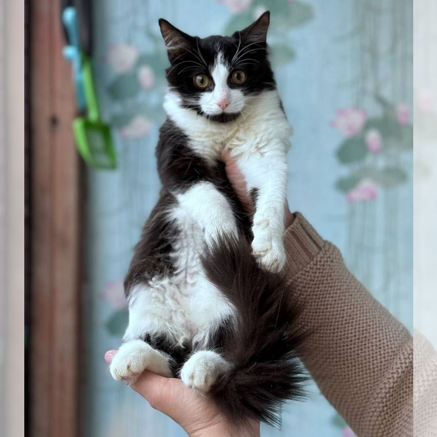 Взять котенка в добрые руки Моника