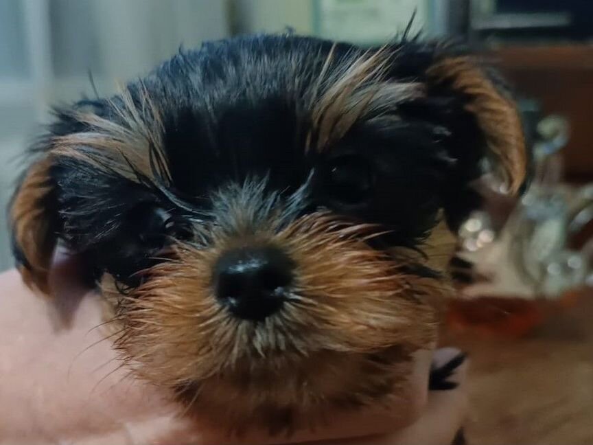 Щенки йоркширского терьера