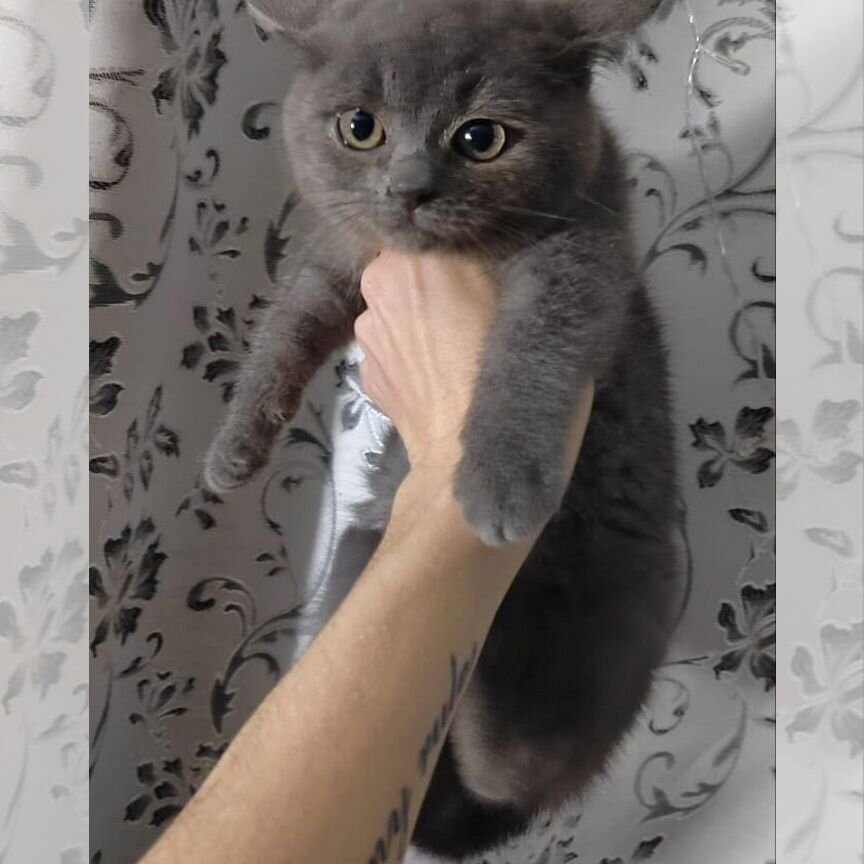 Британский короткошёрстный котёнок