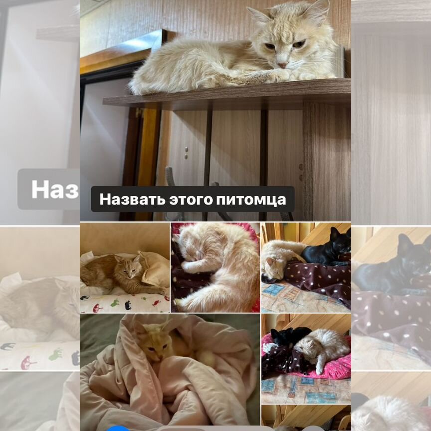 Взрослый кот в добрые руки