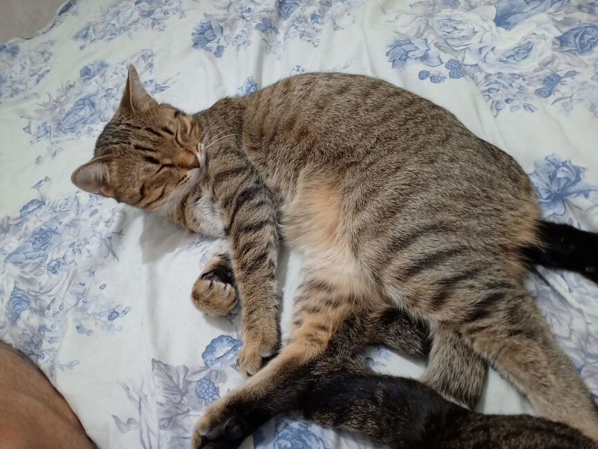 Отдам кота 8 месяцев