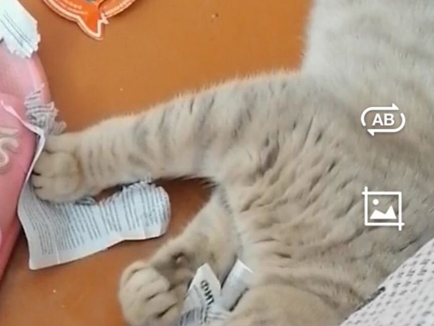 Отдам кота британца в добрые руки