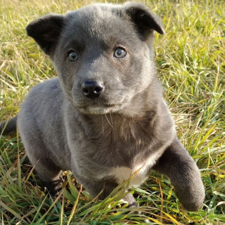 Щенок в добрые руки