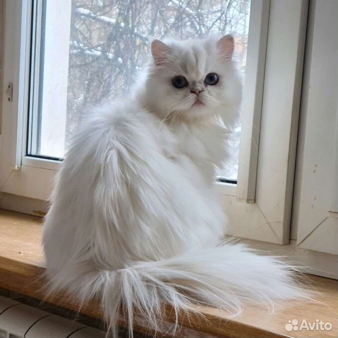 Британская молодая кошечка