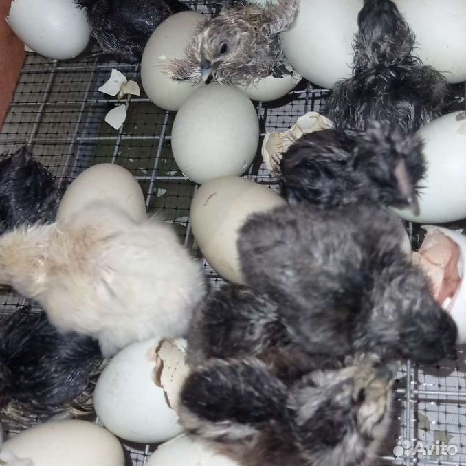 Цыплята суточные лакеданзи