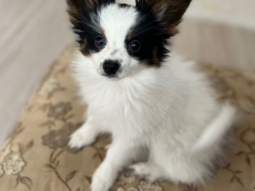 Щенок папийона