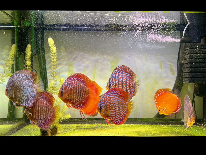 Аквариум 150л с дискусами