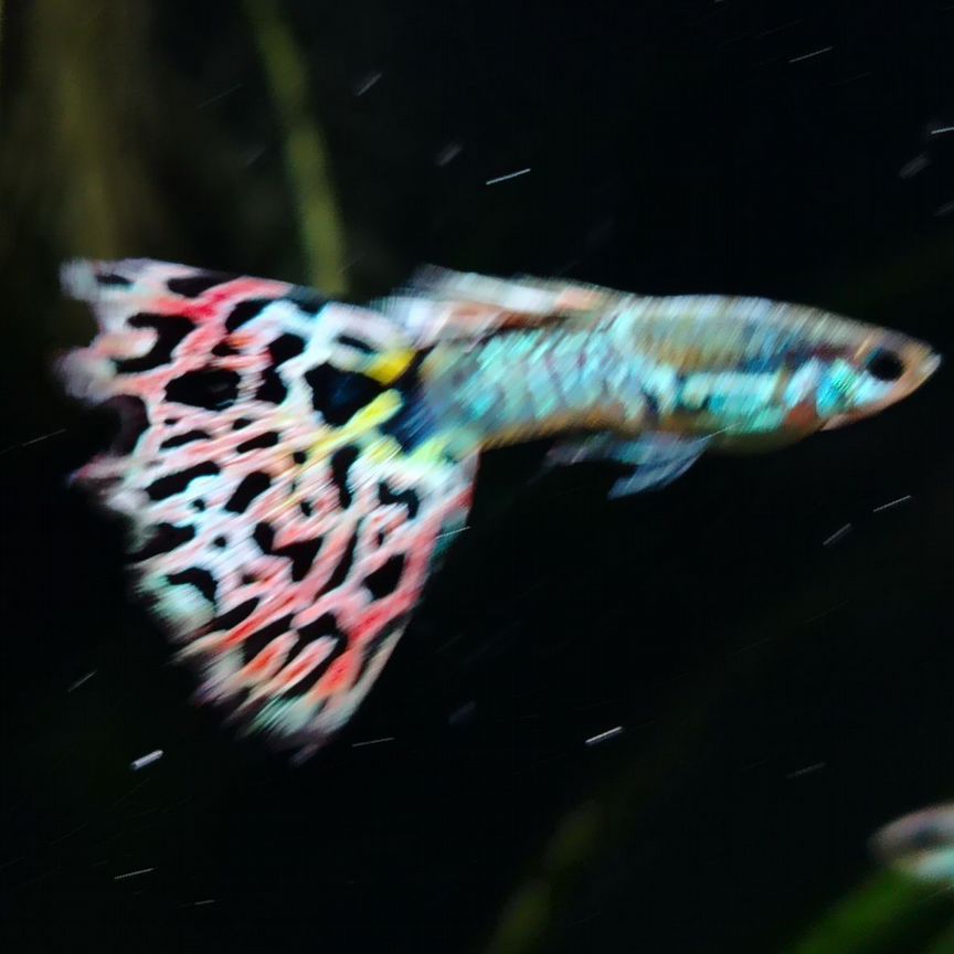 Гуппи галактика тигр