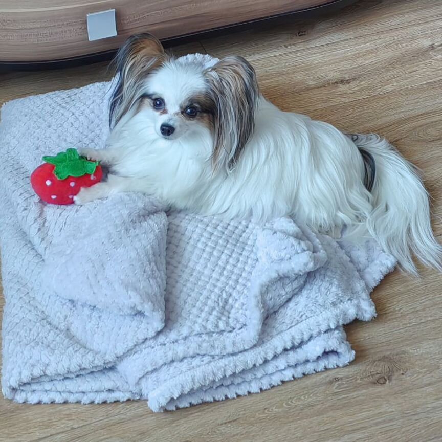 Континентальный той-спаниель папильон, взрослая собака