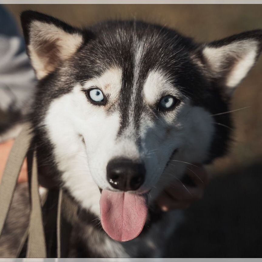 Сибирский хаски, взрослая собака из приюта