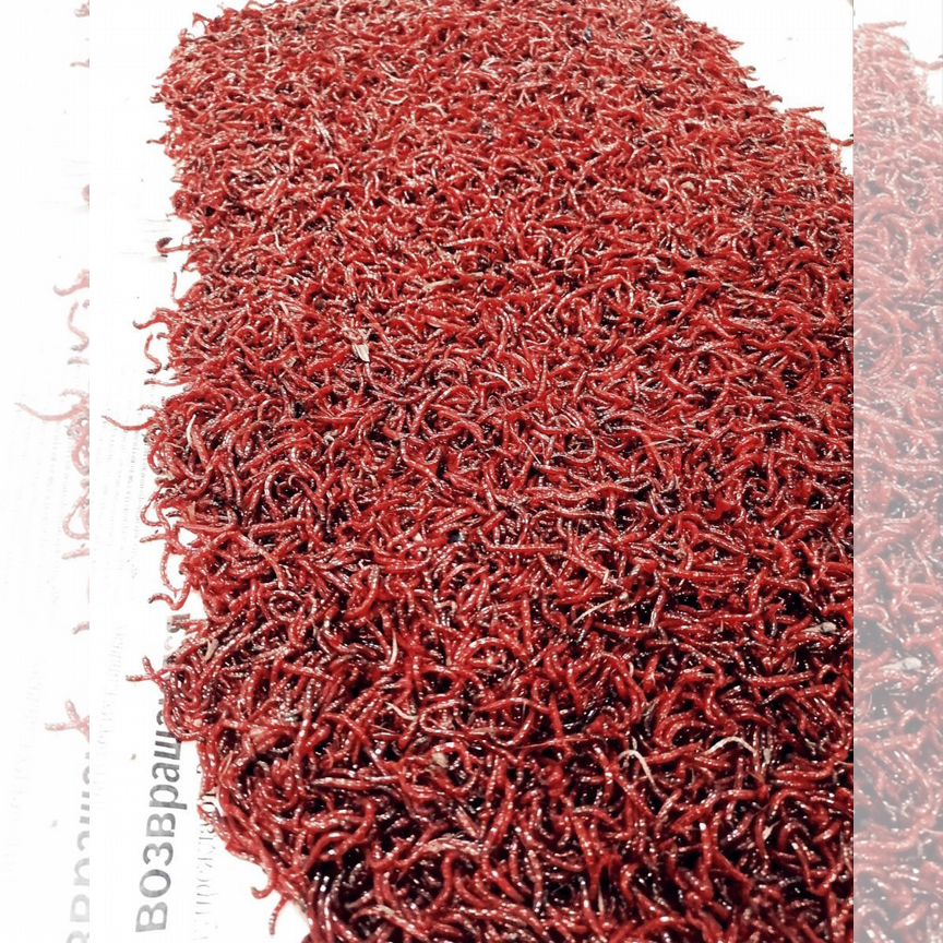 Мотыль Уральский живой