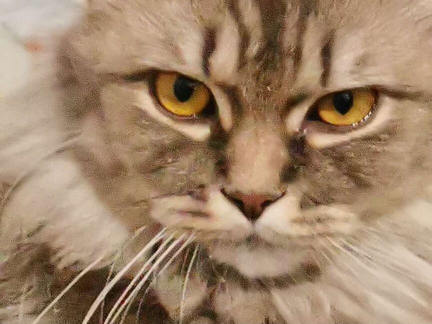 Кошка Хлоя