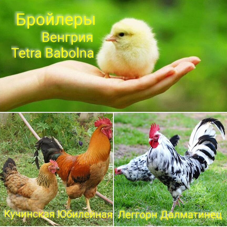 Цыплята породные, бройлеры импортные