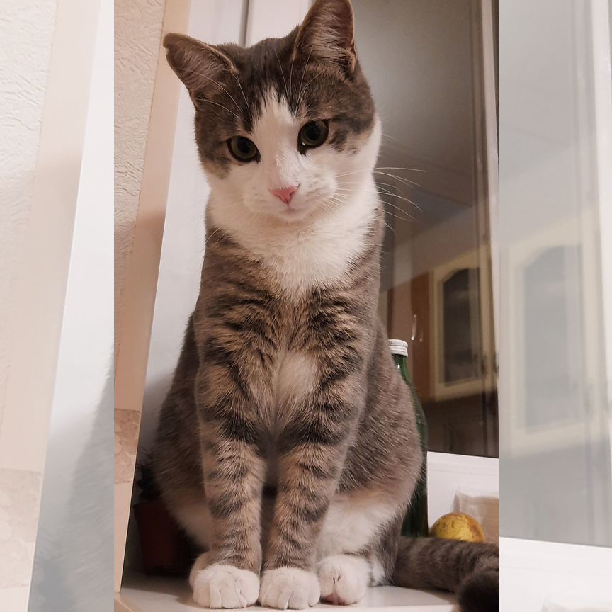 Отдам милого котика в добрые руки