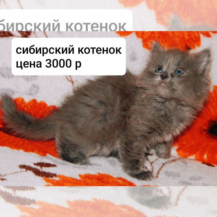 Котёнок в добрые руки