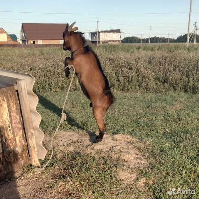 Козел на вязку