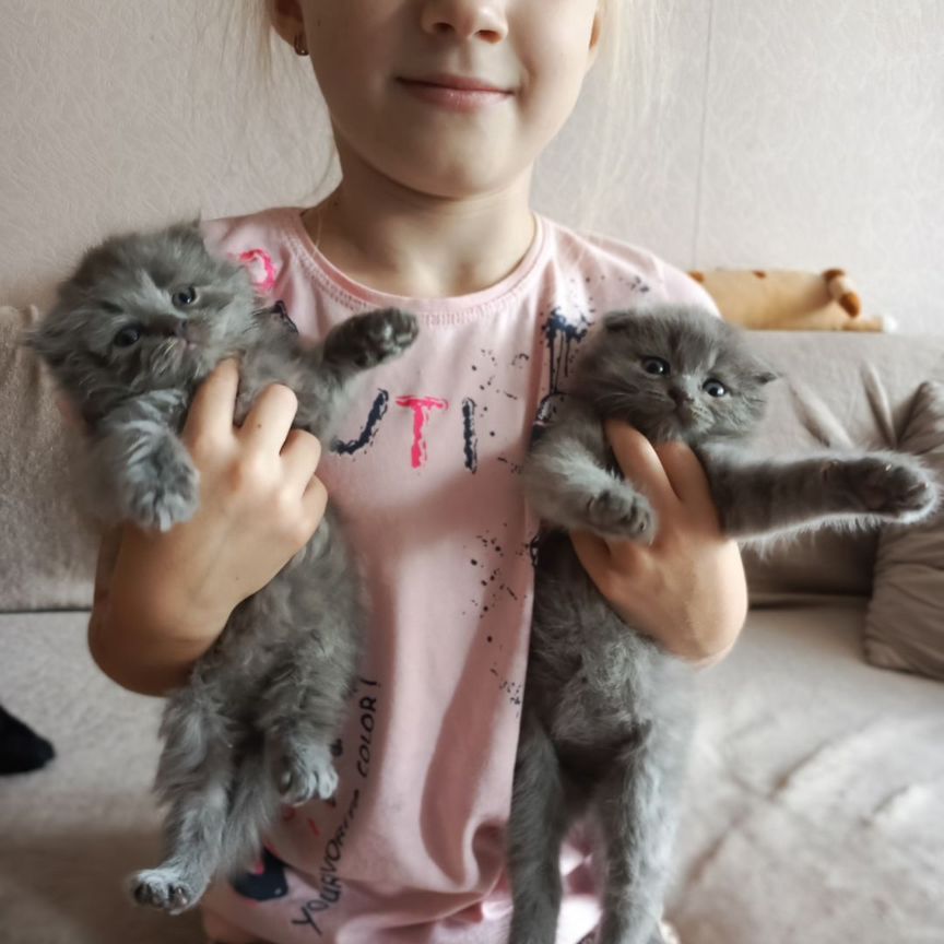 Шотландская