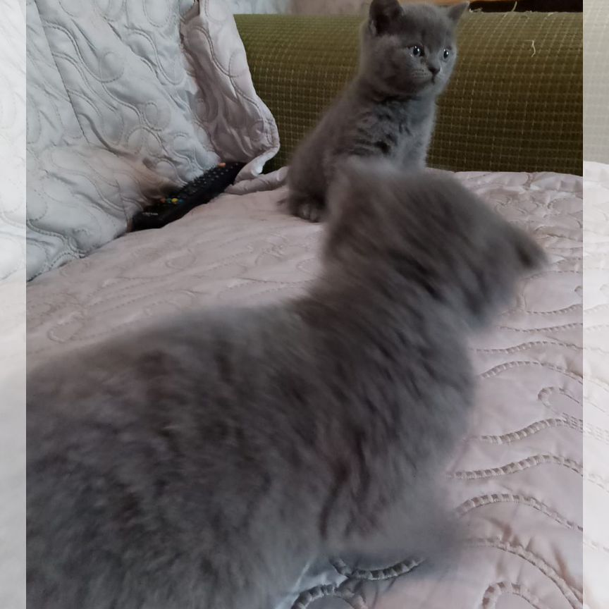 Британский короткошёрстный котёнок