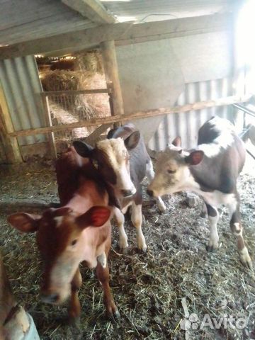 Продам бычков