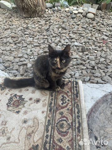 Кошкечка Мишка