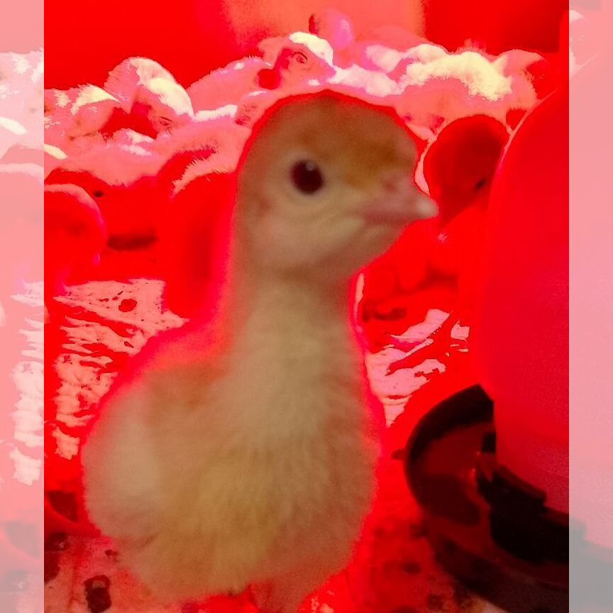 Индюшата нтп Ставропольские суточные