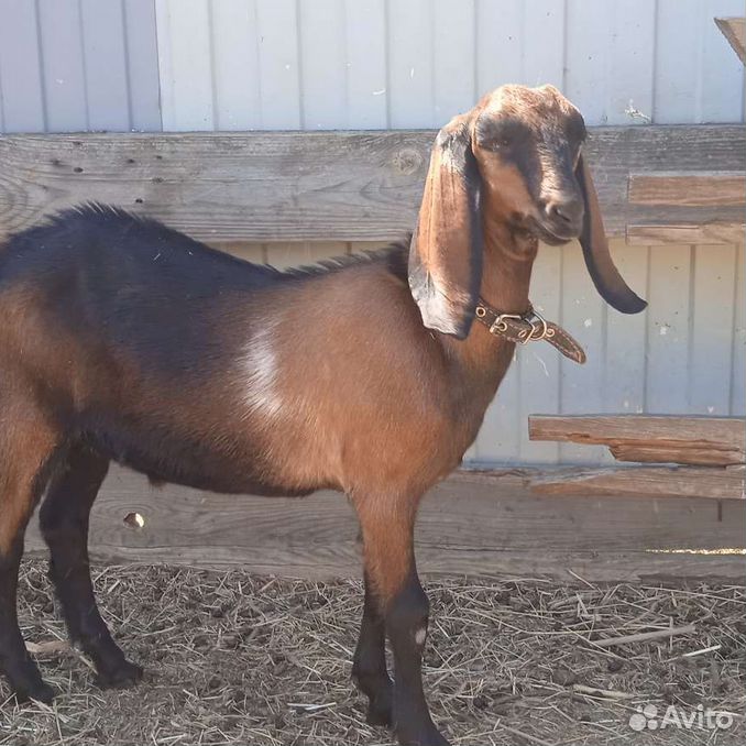 Козлы нубийские и камори