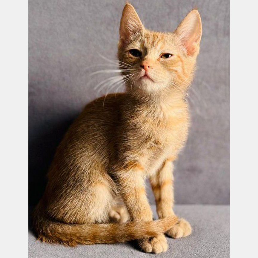 Котёнок рыжий,девочка 3 мес