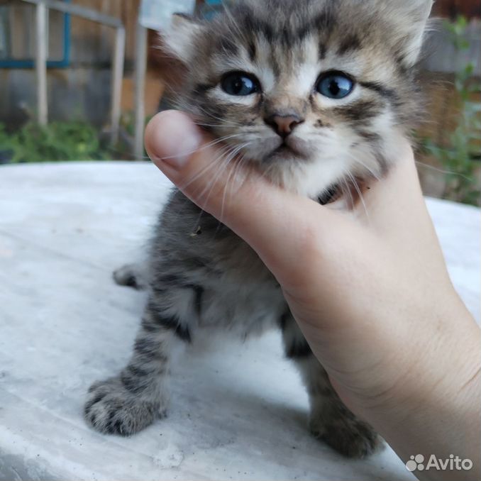 Котята от кошки-крысоловки