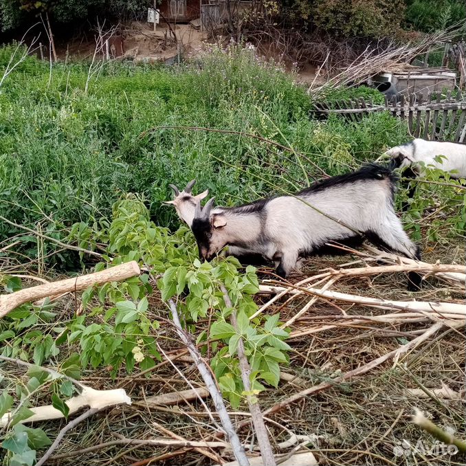 Продаю козликов