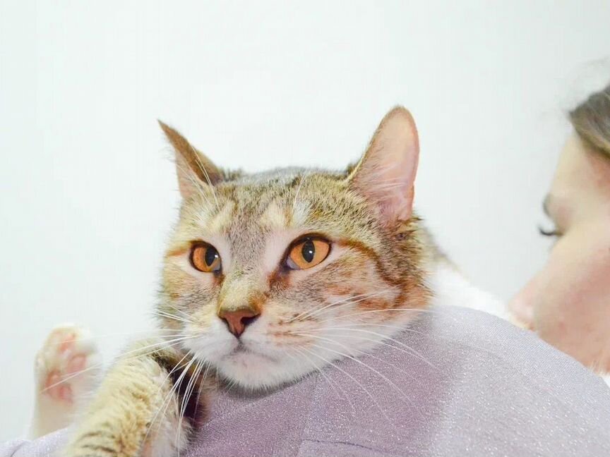 Кошка-рыська