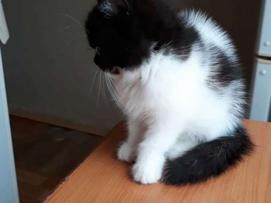 Экзотическая кошечка